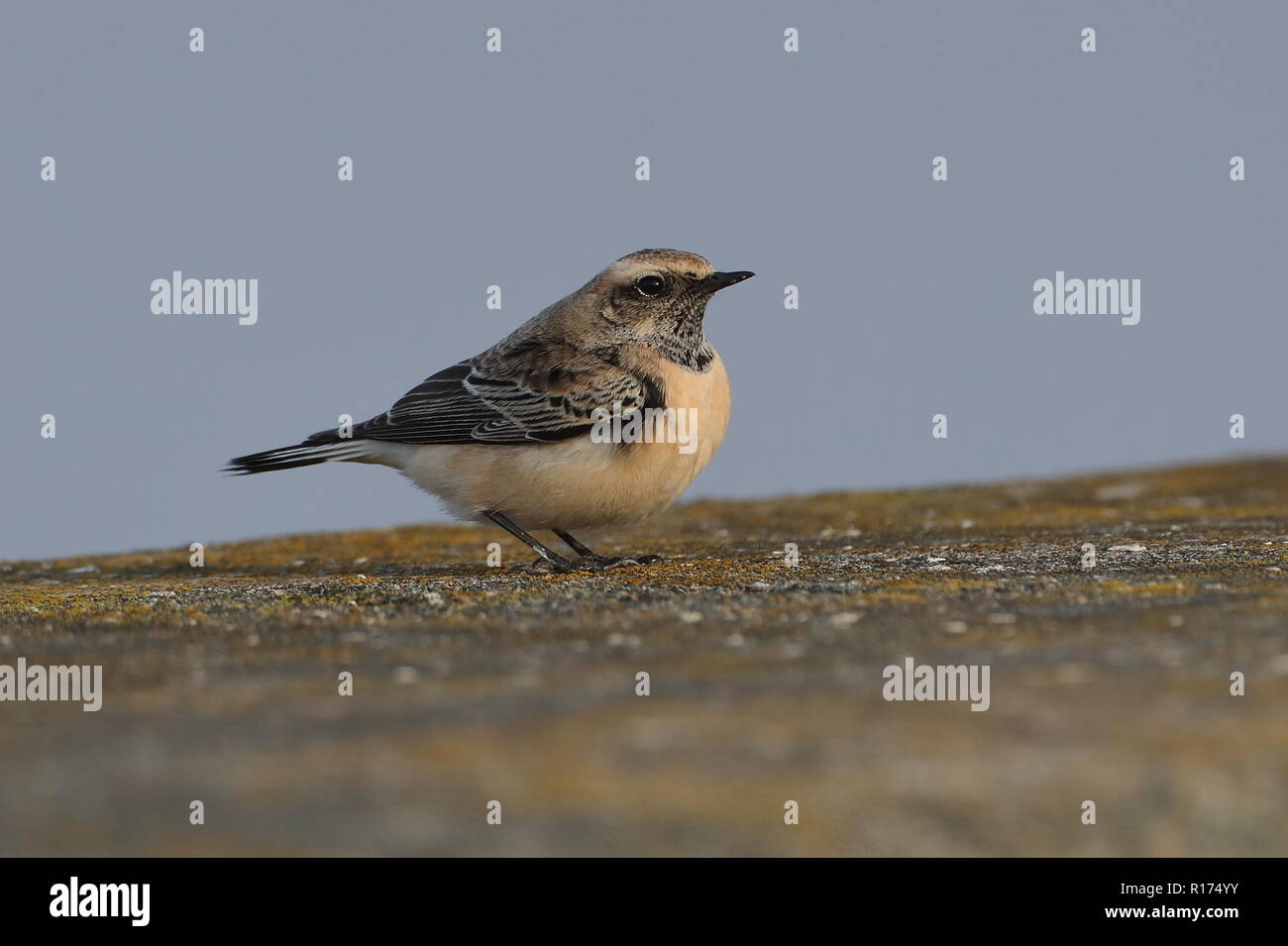 Pied wheatear uk hi-res stock photography and images - Alamy
