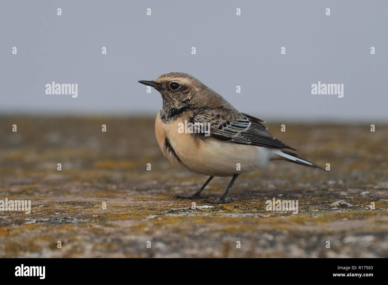 Pied wheatear uk hi-res stock photography and images - Alamy