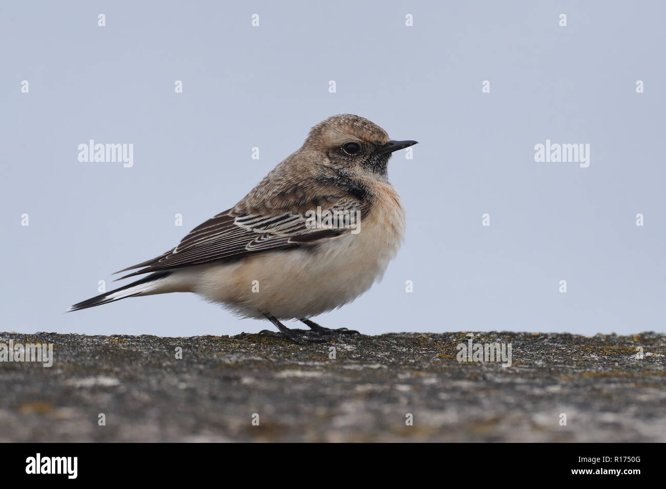 Pied wheatear uk hi-res stock photography and images - Alamy