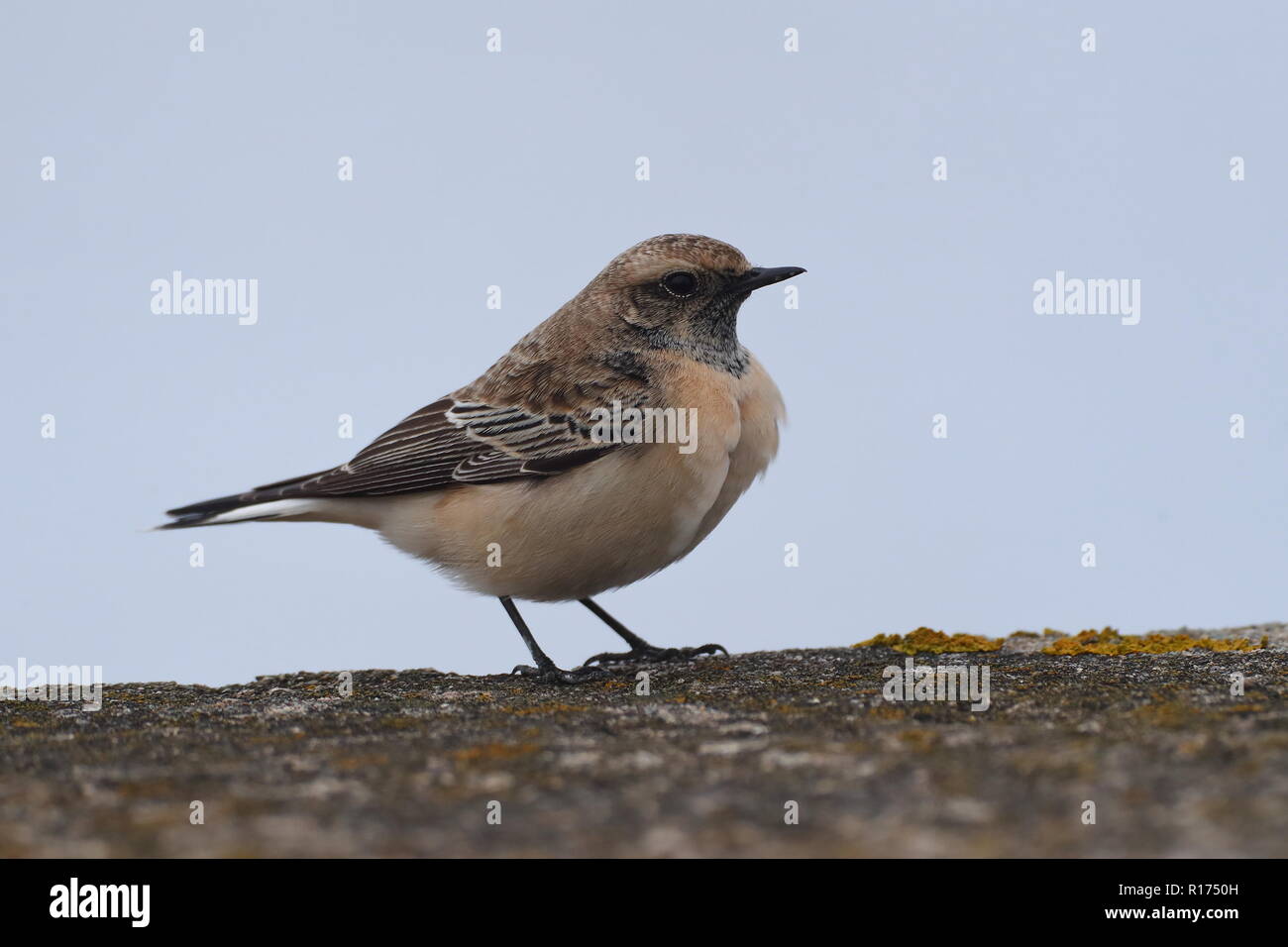 Pied wheatear uk hi-res stock photography and images - Alamy