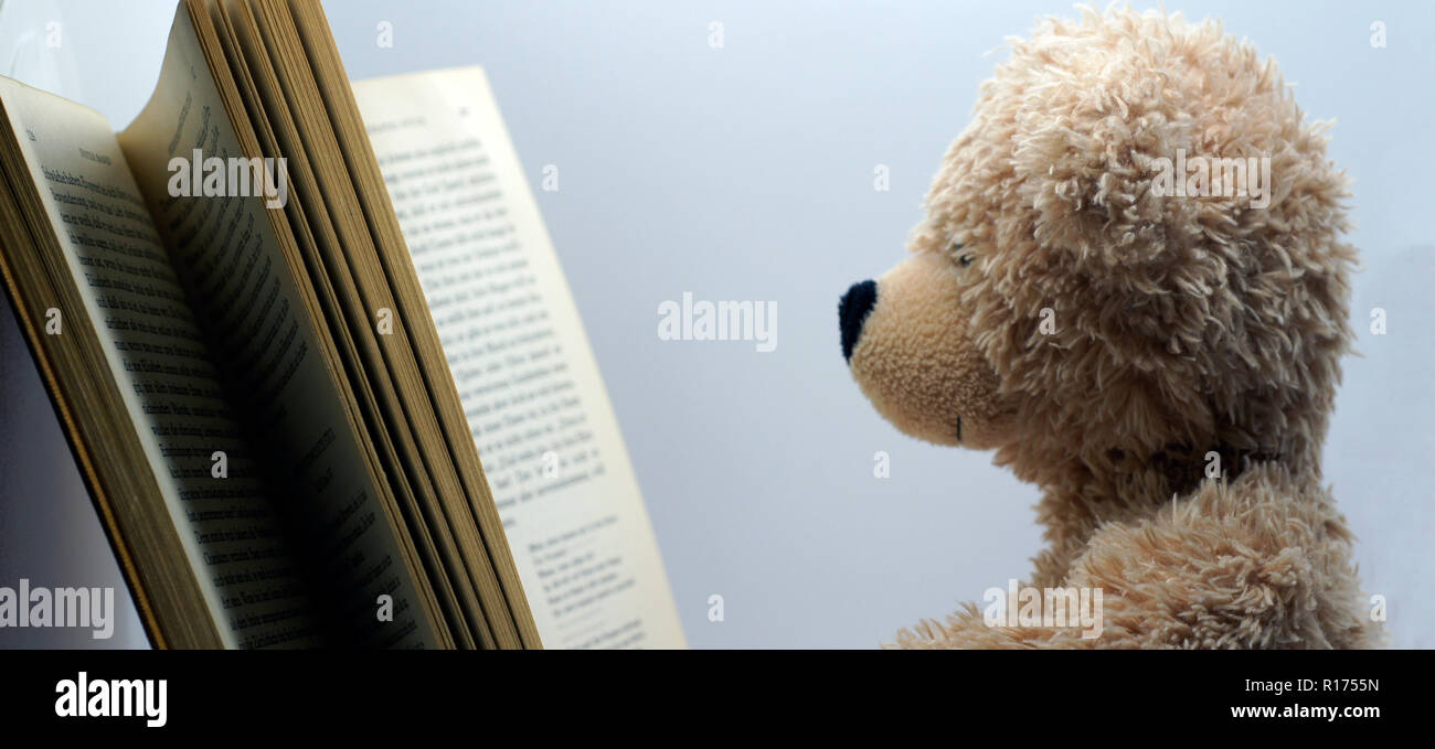 brown reading teddy bear at white background Stock Photo - Alamy