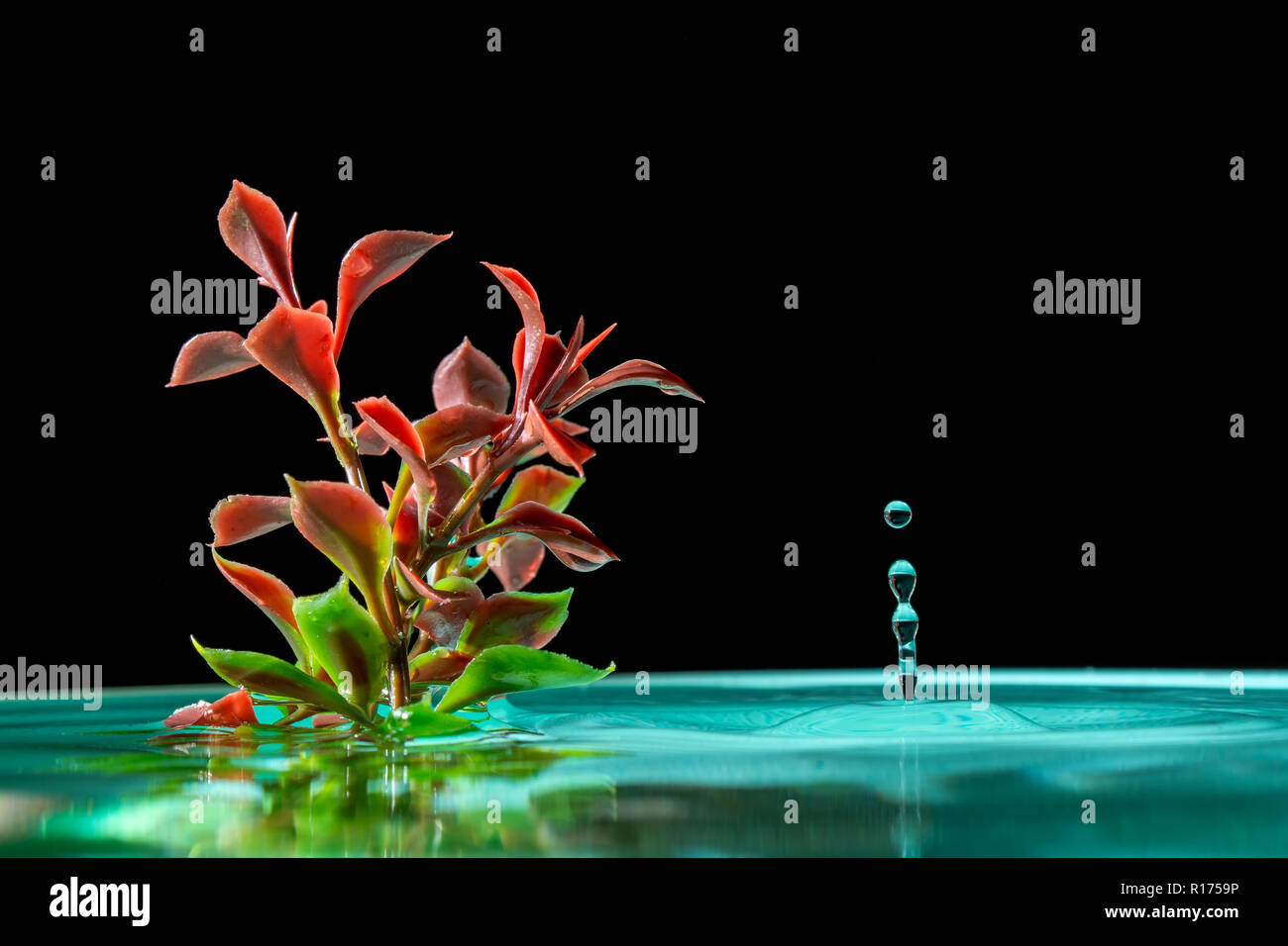 Green plant in azure water with splash falling drops of water isolated ...