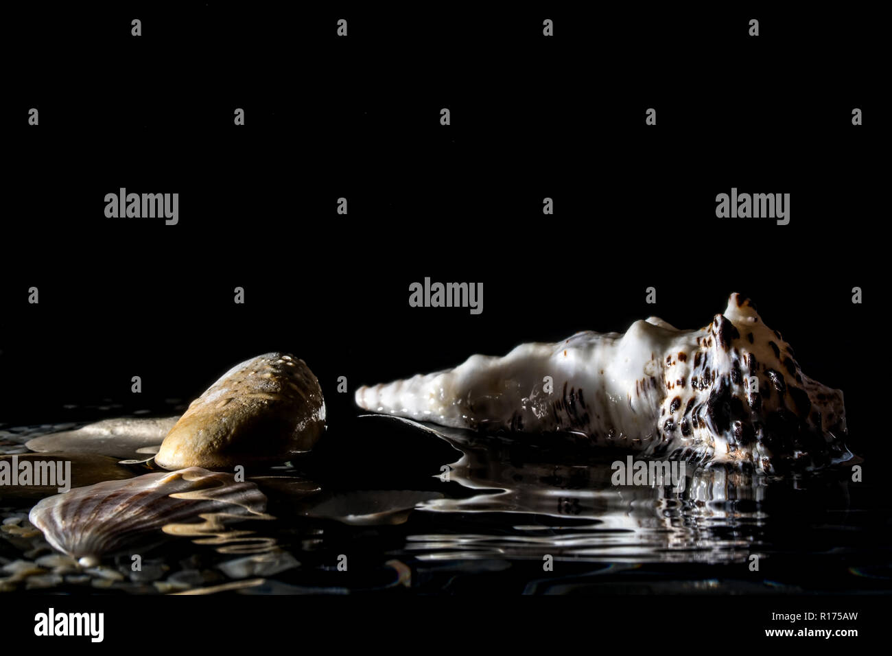 Nautilus shell in blue sea wave hi-res stock photography and images - Alamy