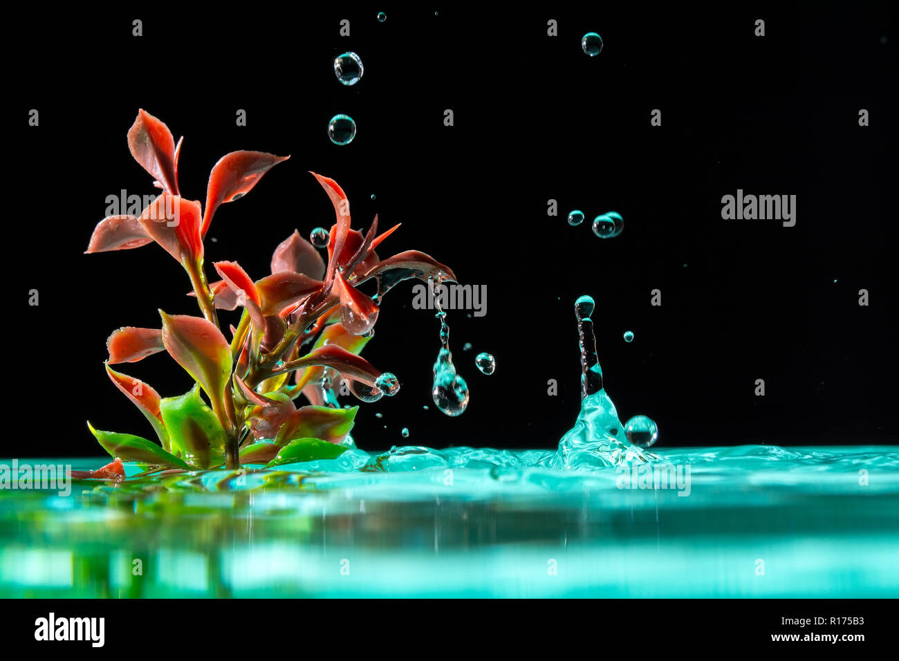 Green plant in azure water with splash falling drops of water isolated ...