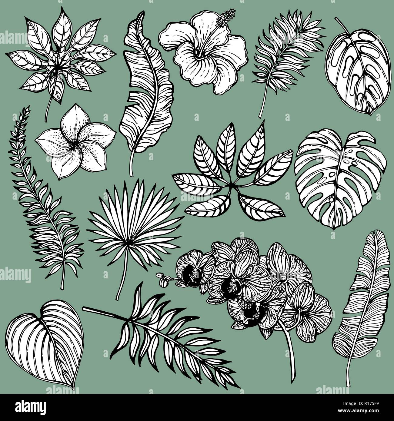 Big set of hand drawn sketch style tropical plants. Isolated vector ...