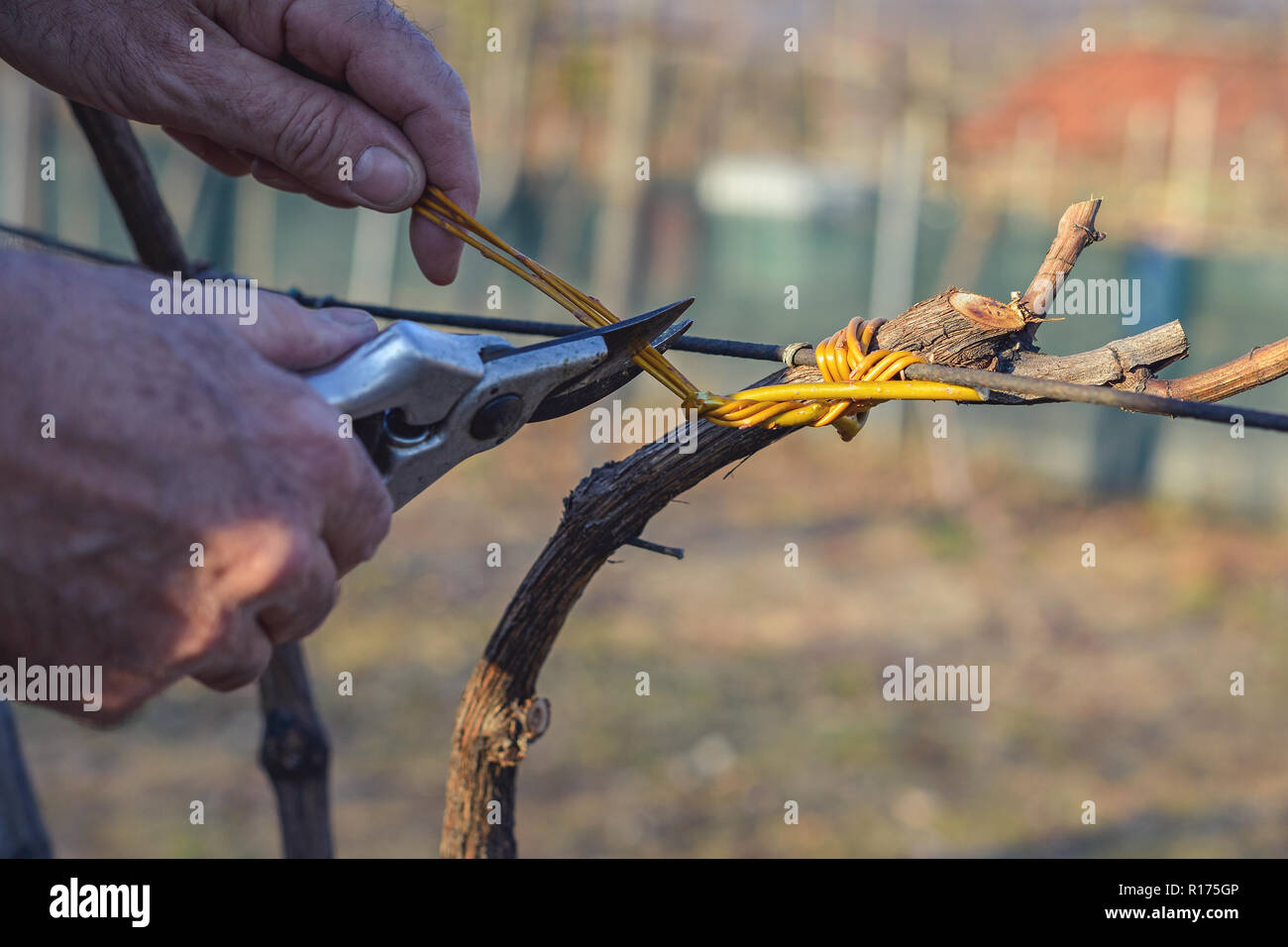 man tying vines using ancient method Stock Photo - Alamy