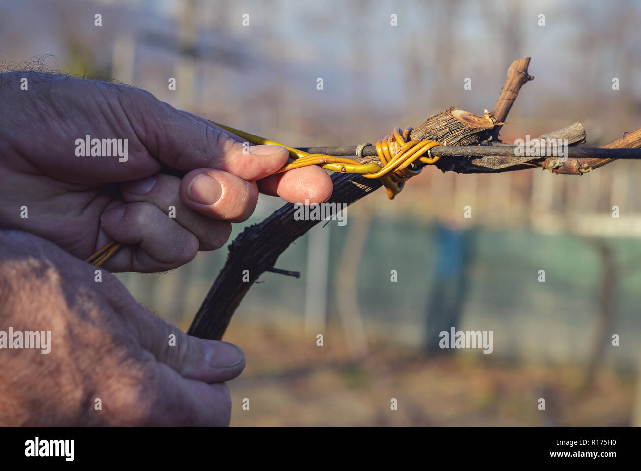 man tying vines using ancient method Stock Photo - Alamy