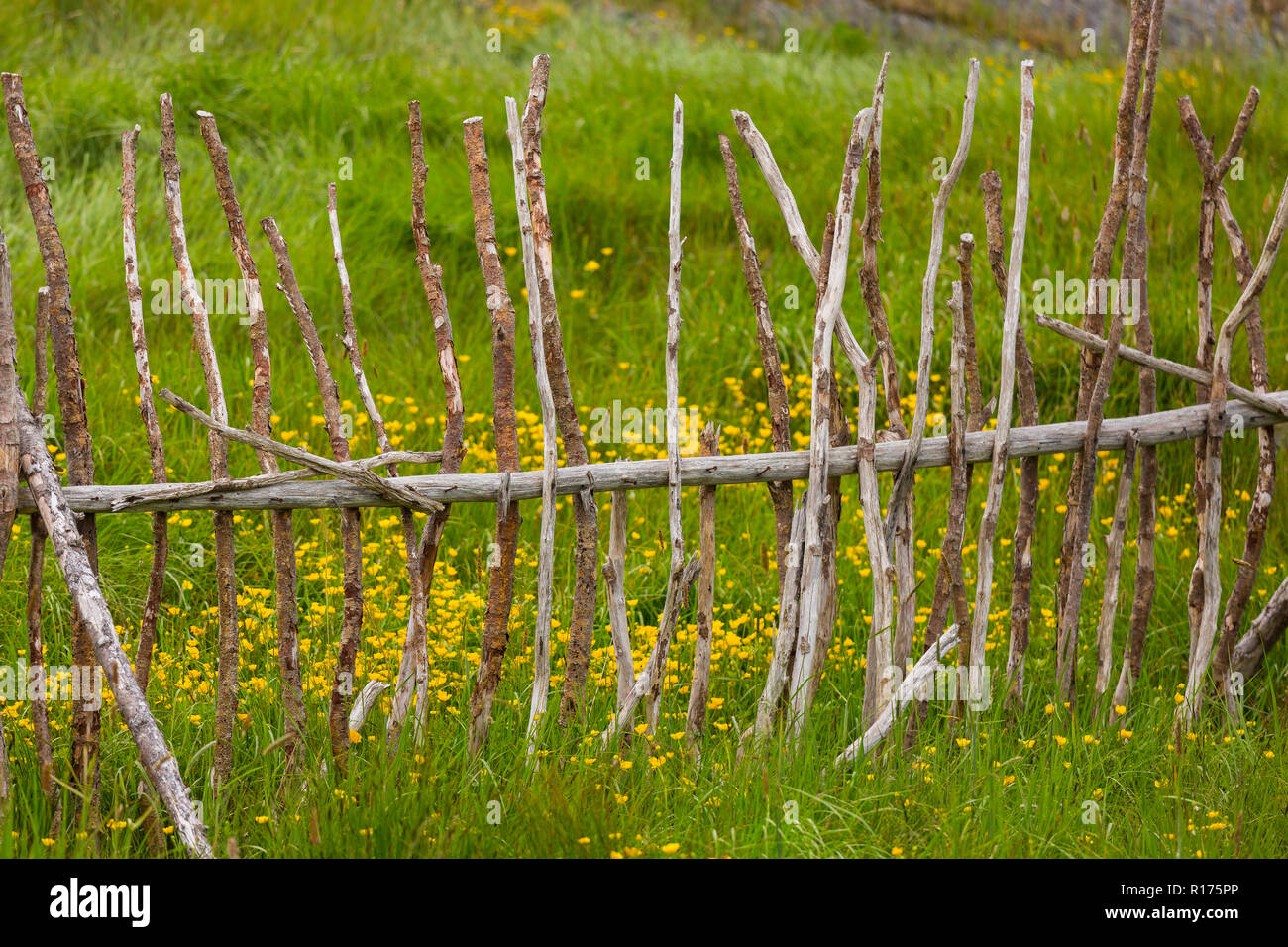 CAPE RANDOM, NEWFOUNDLAND, CANADA - Wooden fence and flowers, Random ...