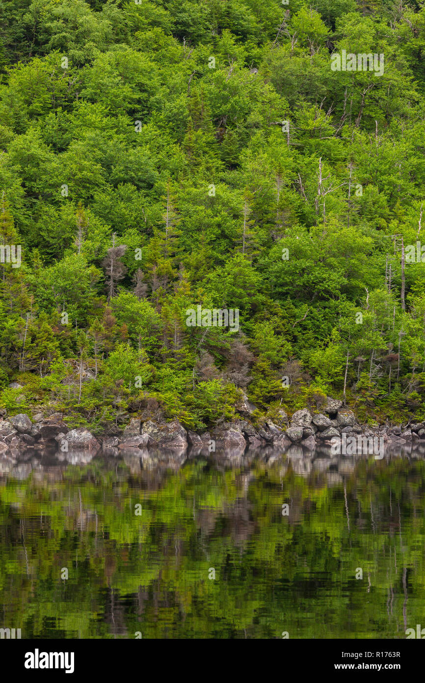 ROCKY HARBOUR, NEWFOUNDLAND, CANADA - Shoreline forest reflected in ...