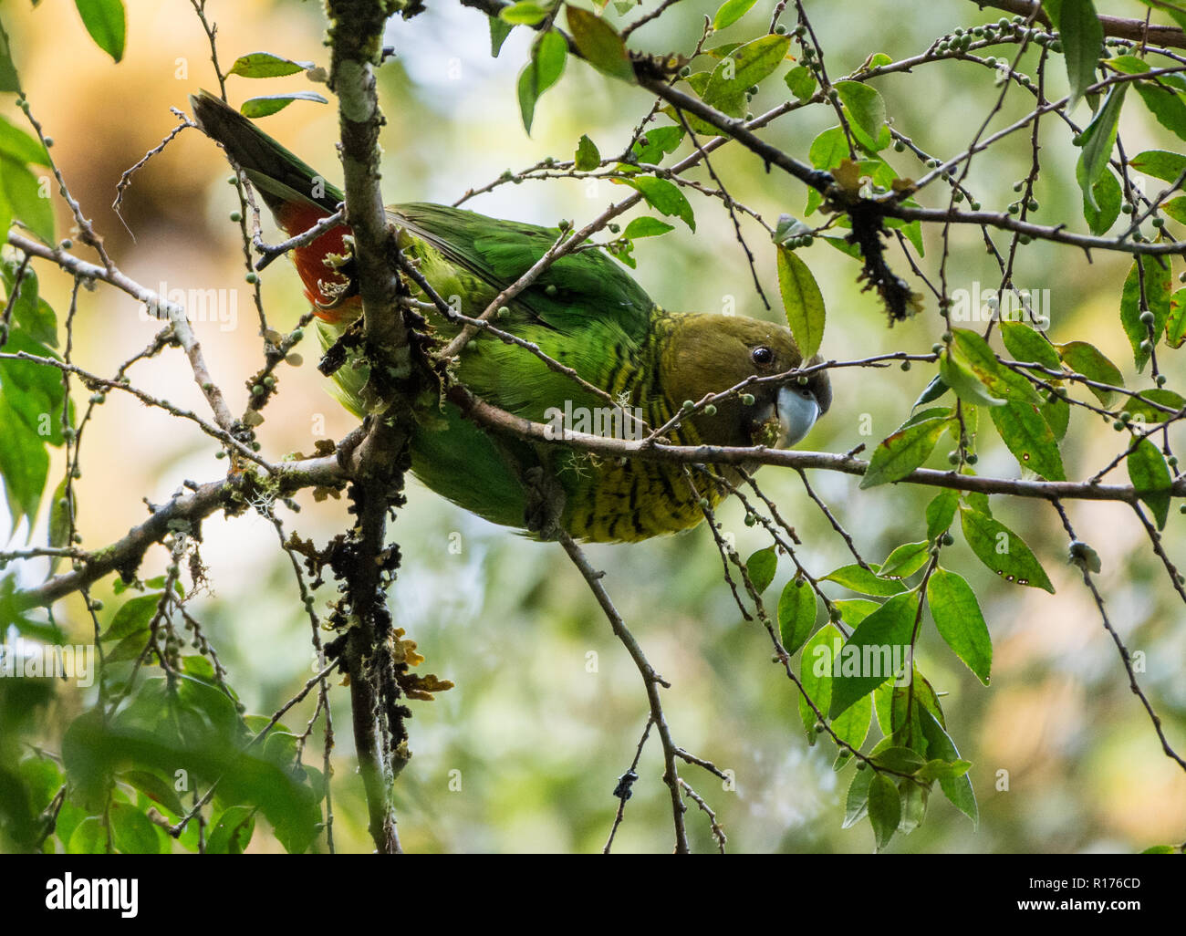 Tiger parrot hi-res stock photography and images - Alamy