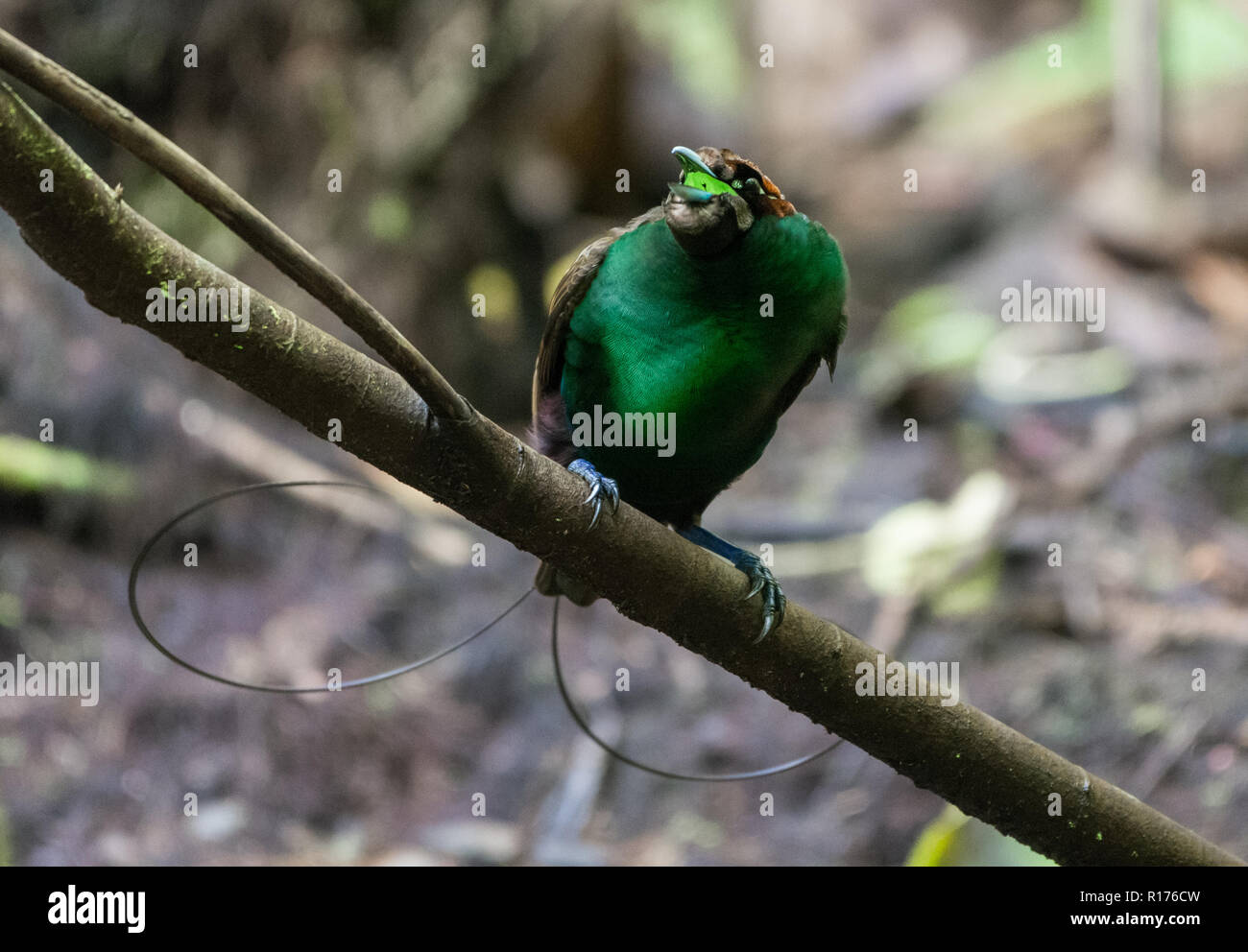 Magnificent Bird Stock Photos & Magnificent Bird Stock Images - Alamy