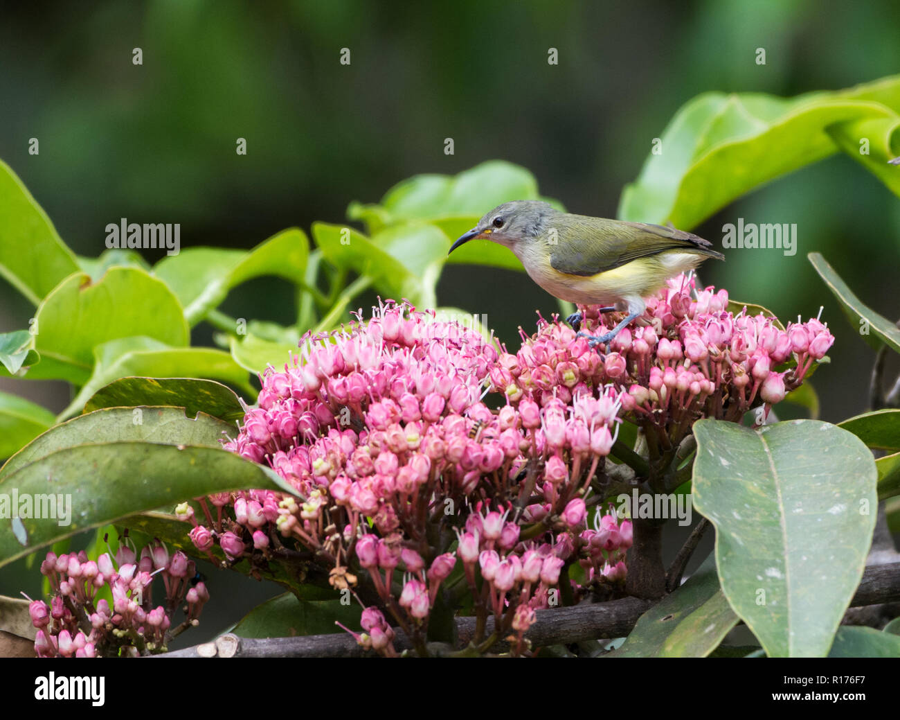 Pygmy longbill hi-res stock photography and images - Alamy