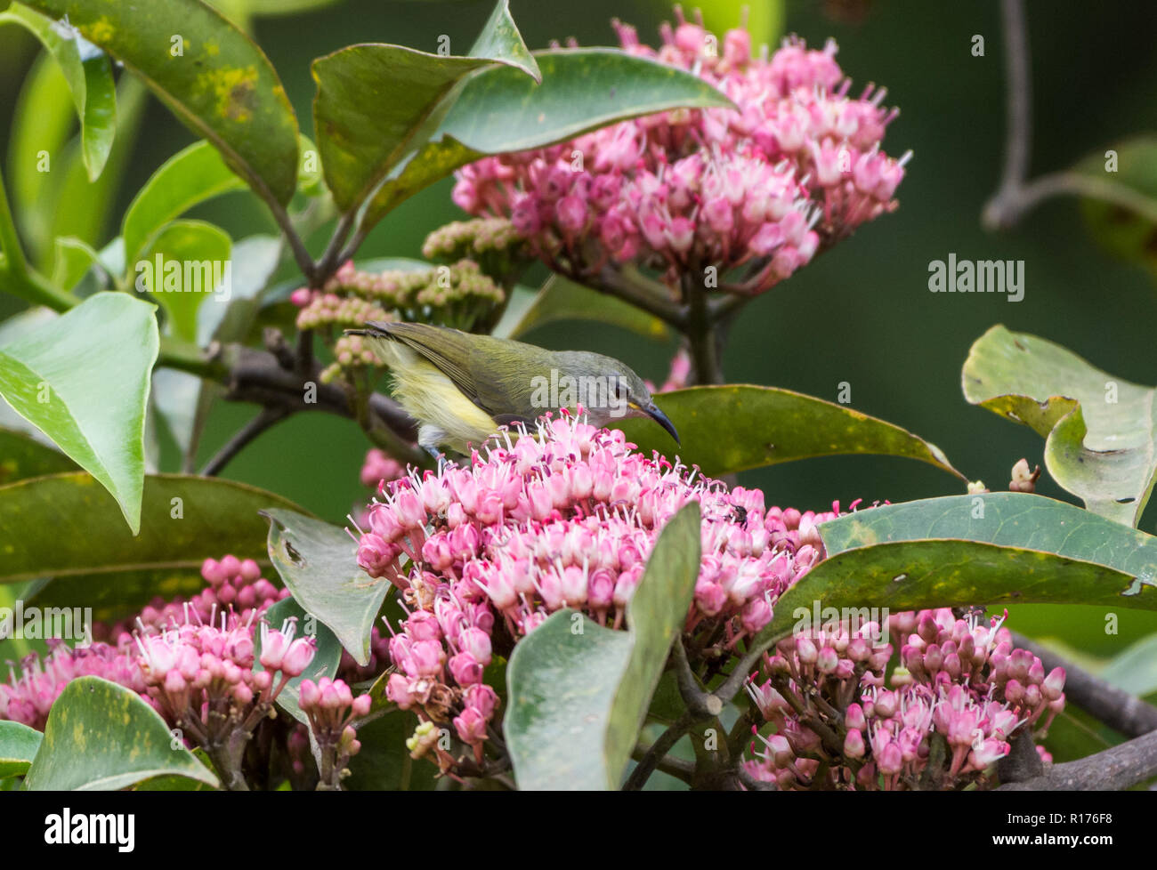 New guinea wildlife hi-res stock photography and images - Alamy