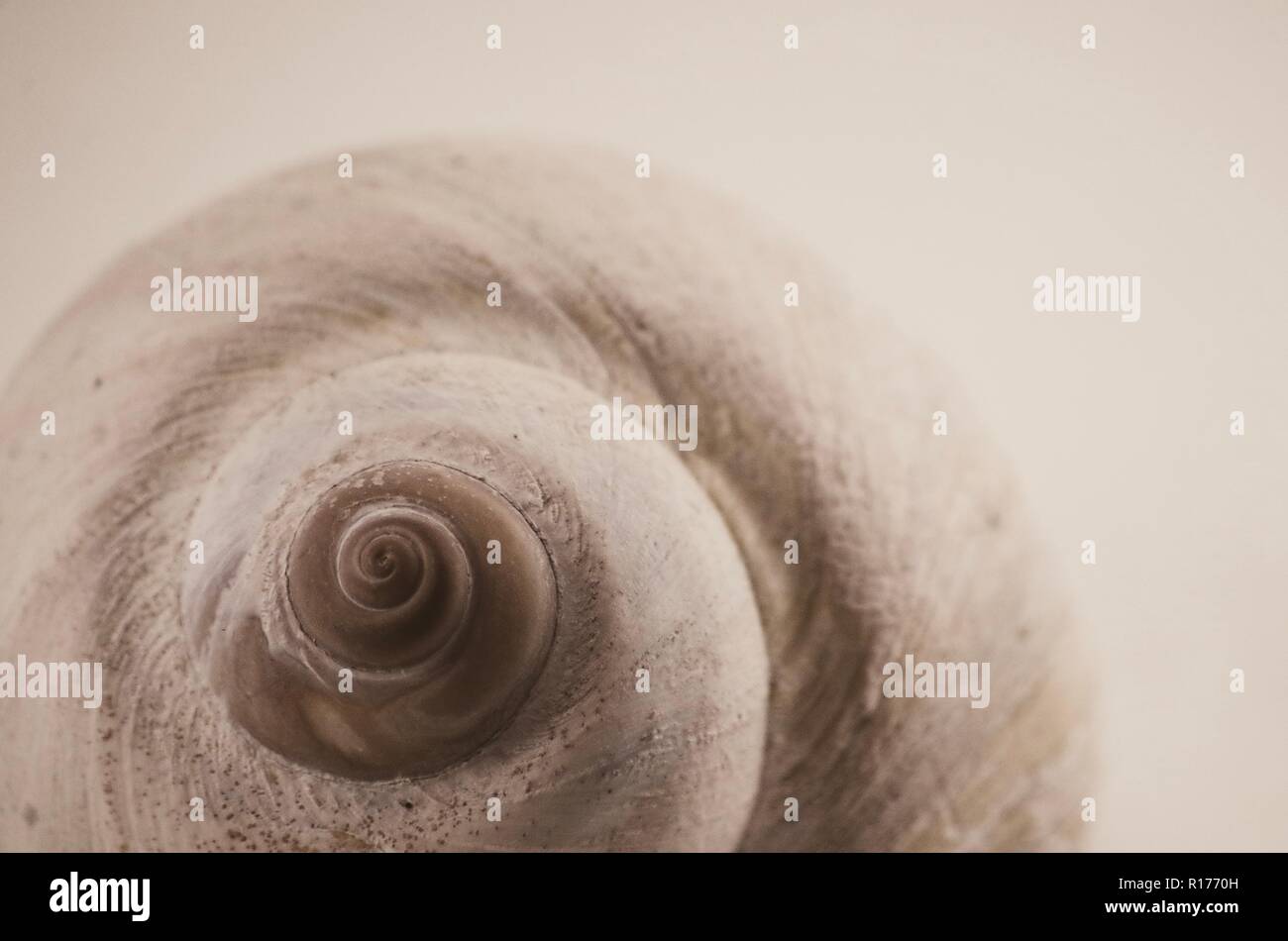 Moon Shell High Resolution Stock Photography and Images - Alamy
