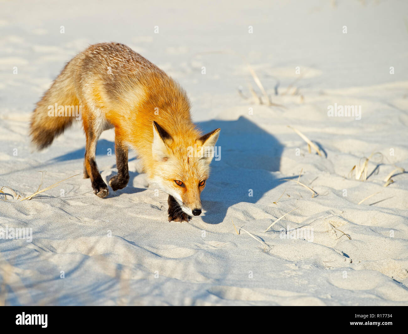 Red Fox on Beach Stock Photo - Alamy