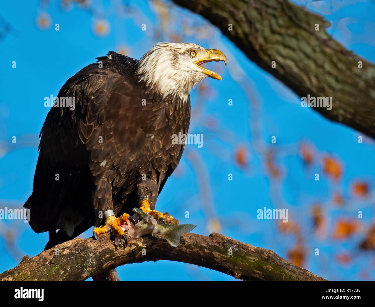 Bald Eagle in Tree Eating Fish Stock Photo - Alamy