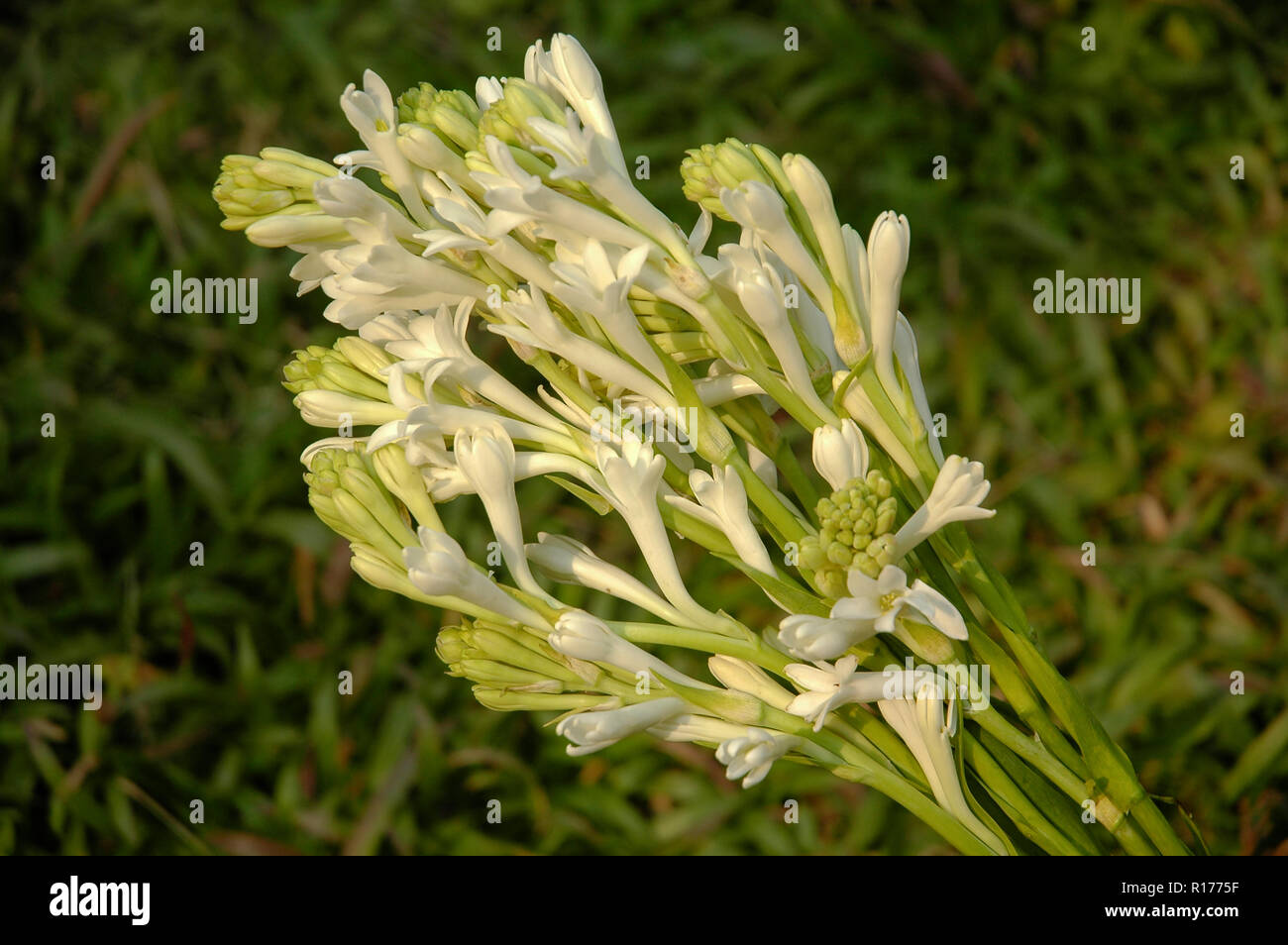 Polianthes tuberosa hi-res stock photography and images - Alamy