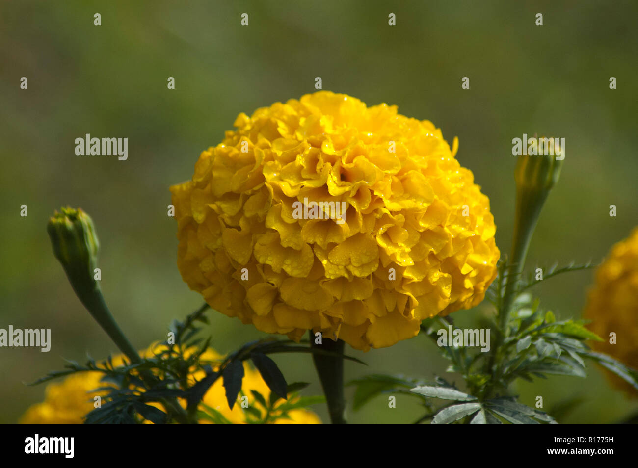 Marigold flower also known as Genda, Tagetes erecta. Bangladesh Stock ...