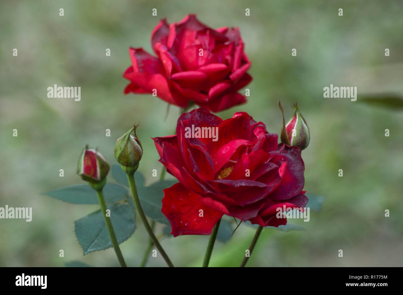 Golap ful hi-res stock photography and images - Alamy