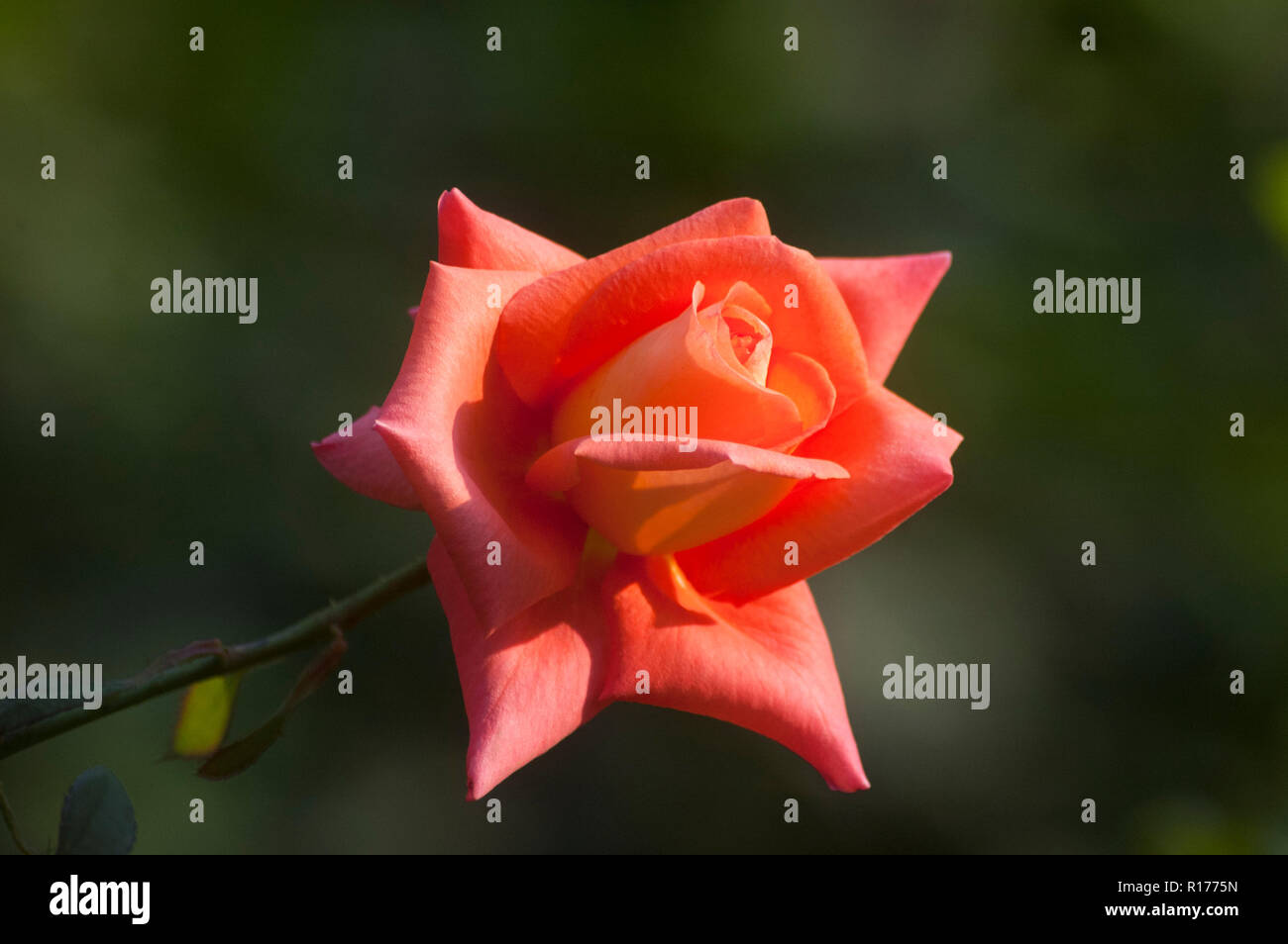 Rose also known as Golap, Gulab Rosa. Bangladesh Stock Photo - Alamy