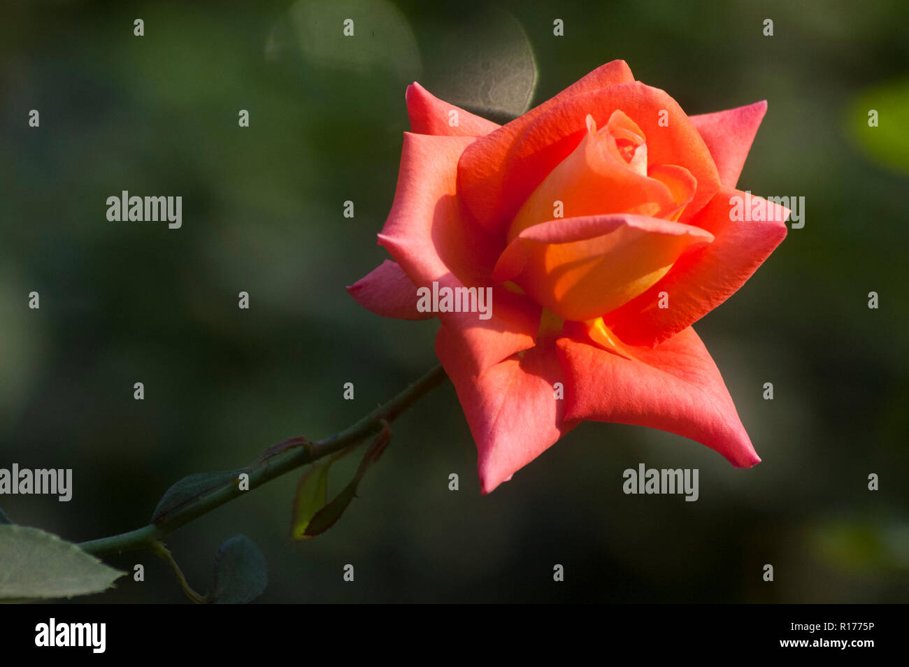 Golap ful hi-res stock photography and images - Alamy