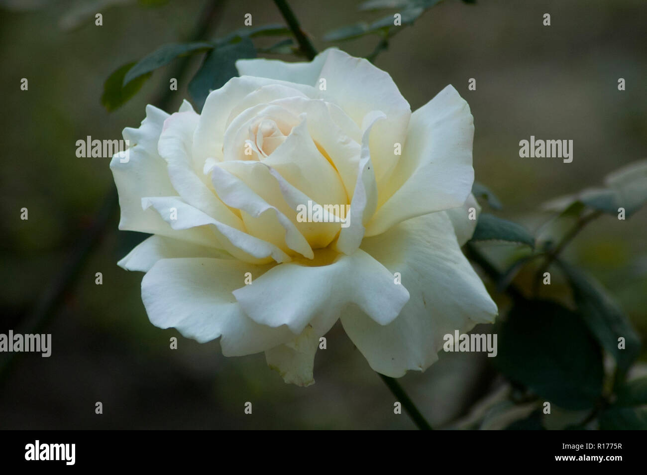 Golap ful hi-res stock photography and images - Alamy