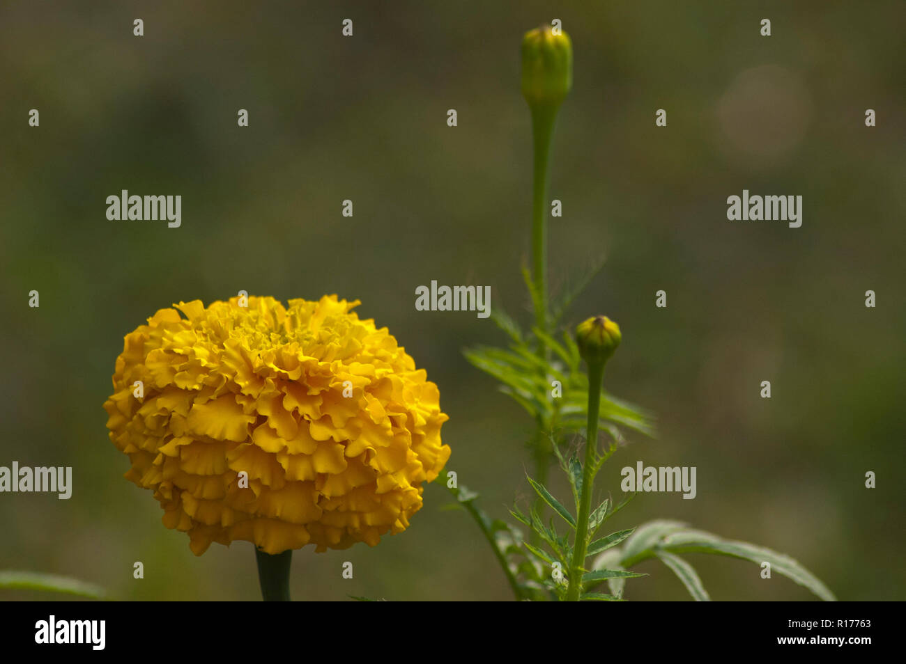 Marigold flower also known as Genda, Tagetes erecta. Bangladesh Stock ...