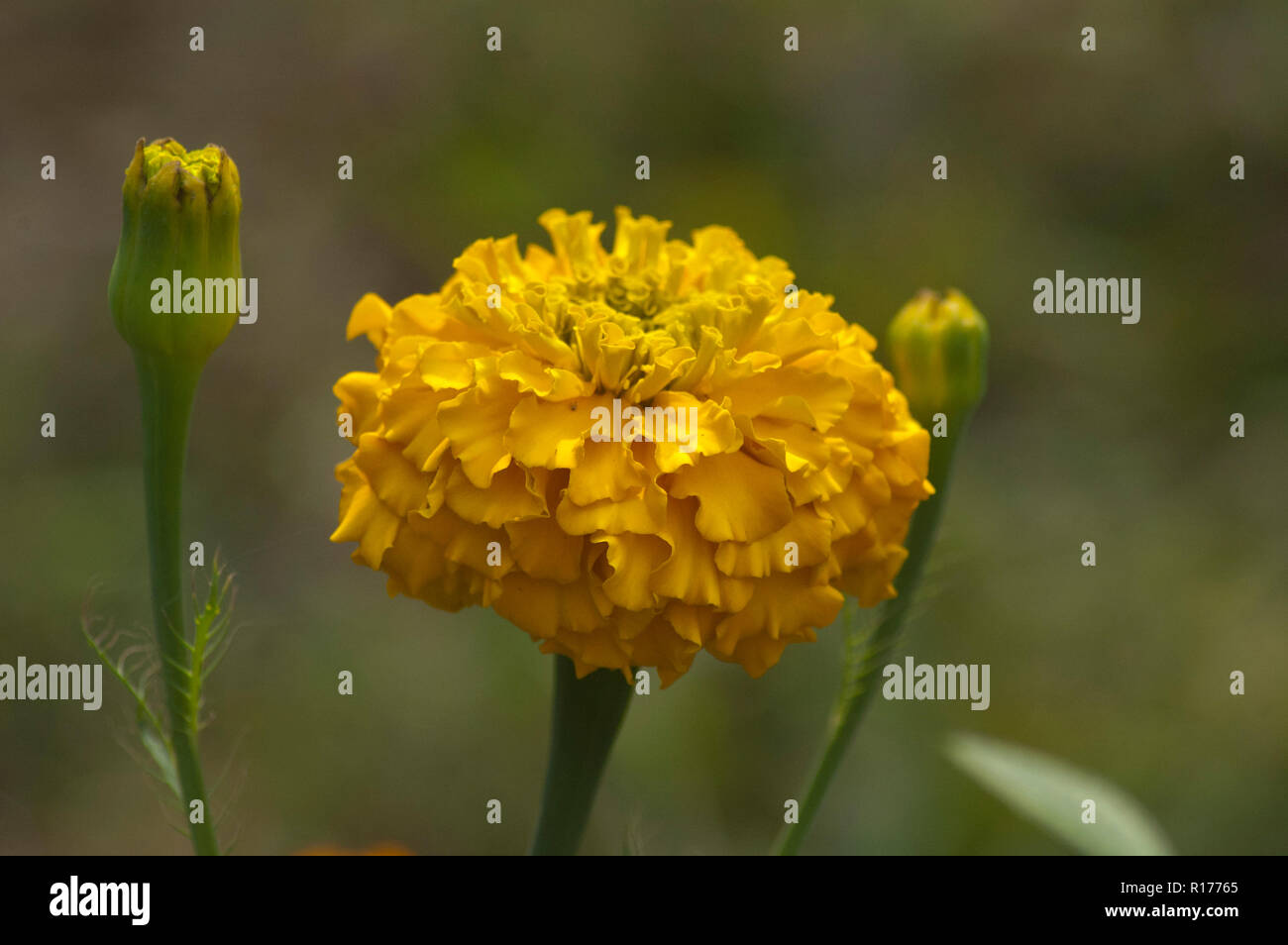 Marigold flower also known as Genda, Tagetes erecta. Bangladesh Stock ...
