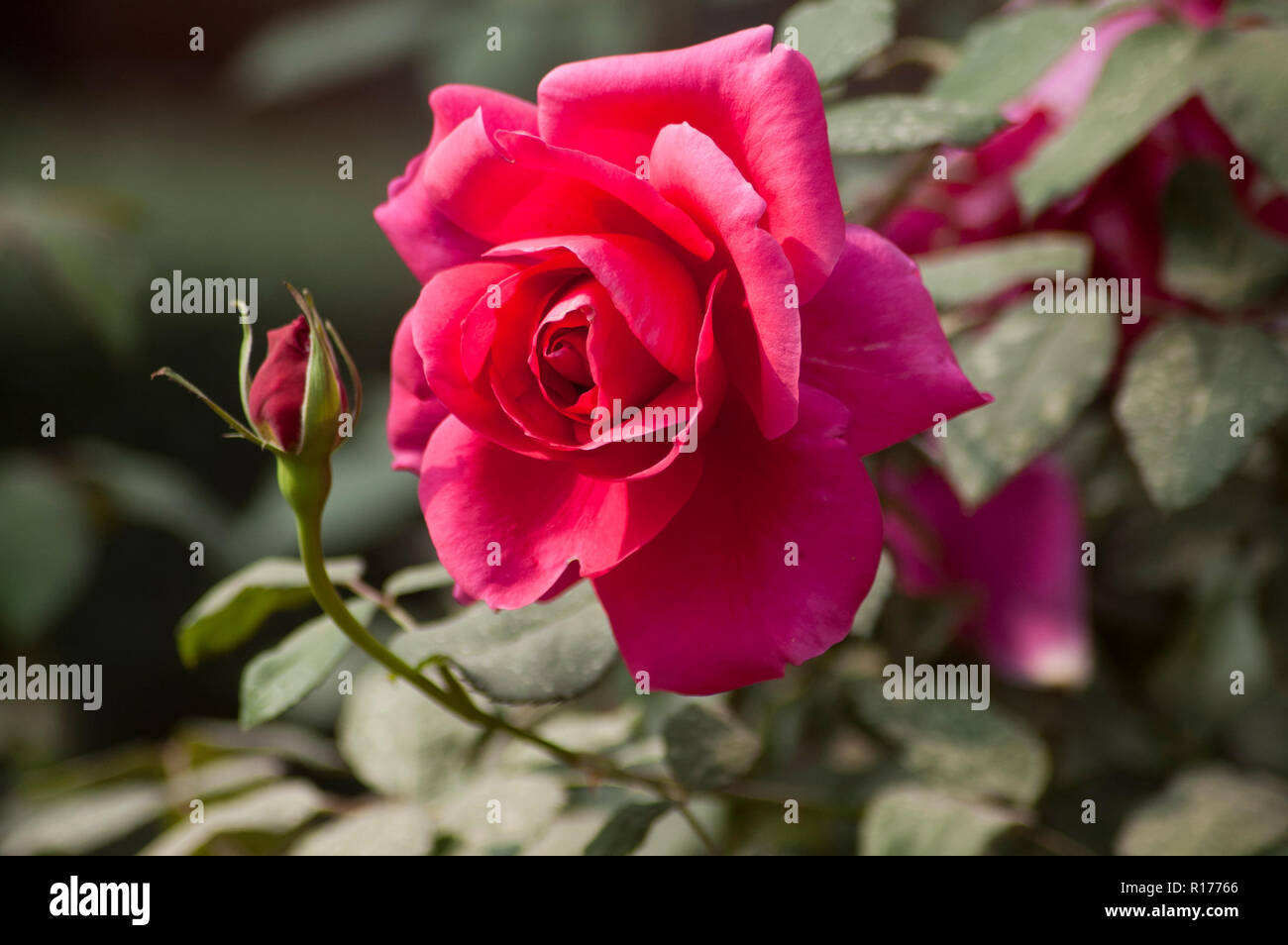 Golap ful hi-res stock photography and images - Alamy