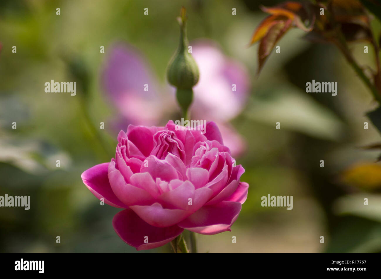 Golap ful hi-res stock photography and images - Alamy