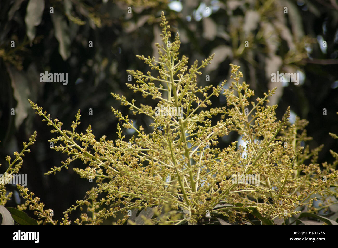 Blossom of mango tree. Bangladesh Stock Photo - Alamy