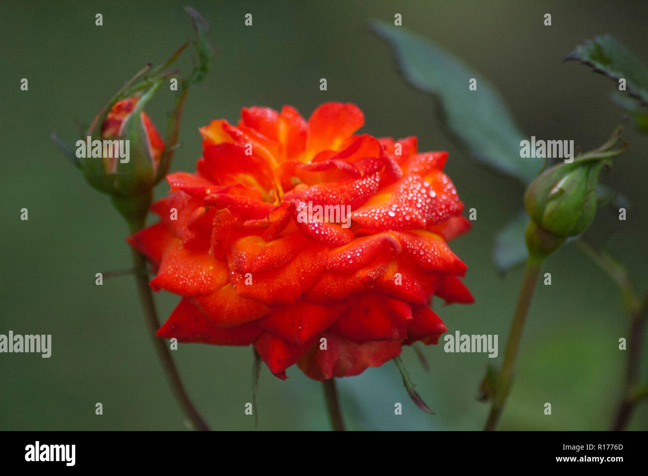 Golap ful hi-res stock photography and images - Alamy