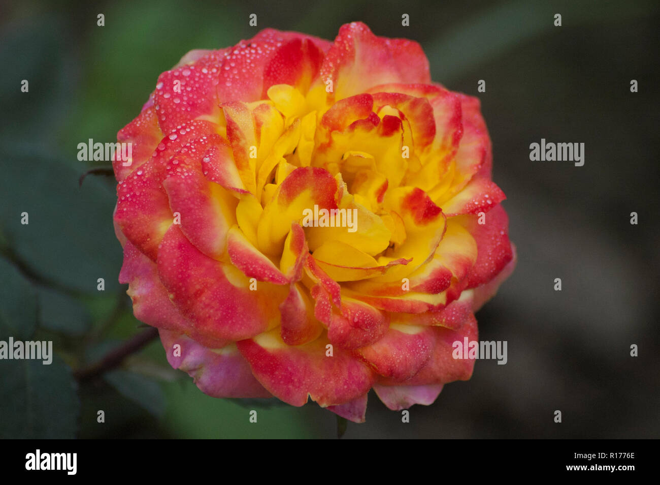 Golap ful hi-res stock photography and images - Alamy