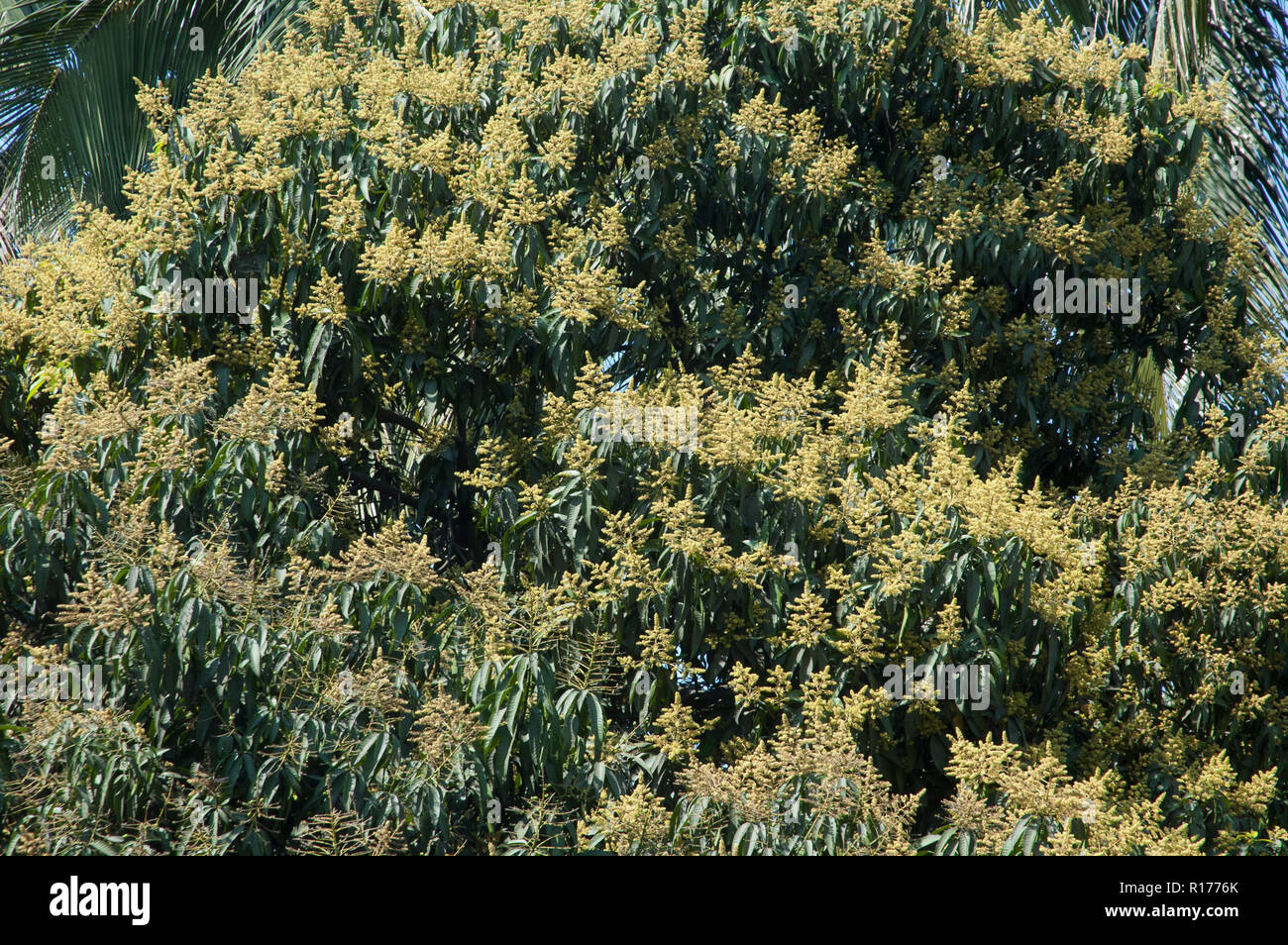 Blossom of mango tree. Bangladesh Stock Photo - Alamy