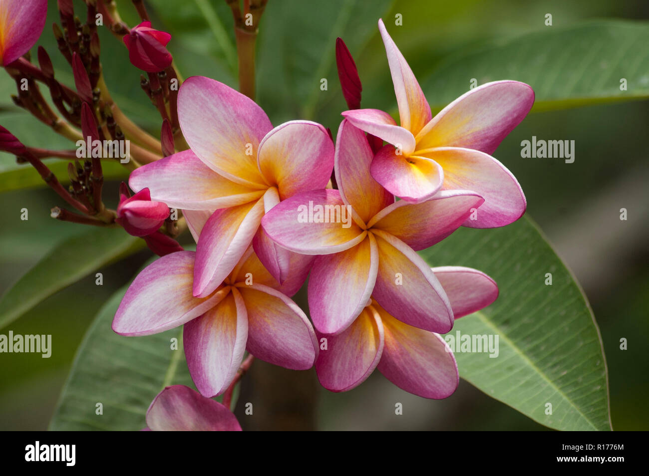 Kathgolop also known as Gulachin, Plumeria rubra, Plumeria alba ...