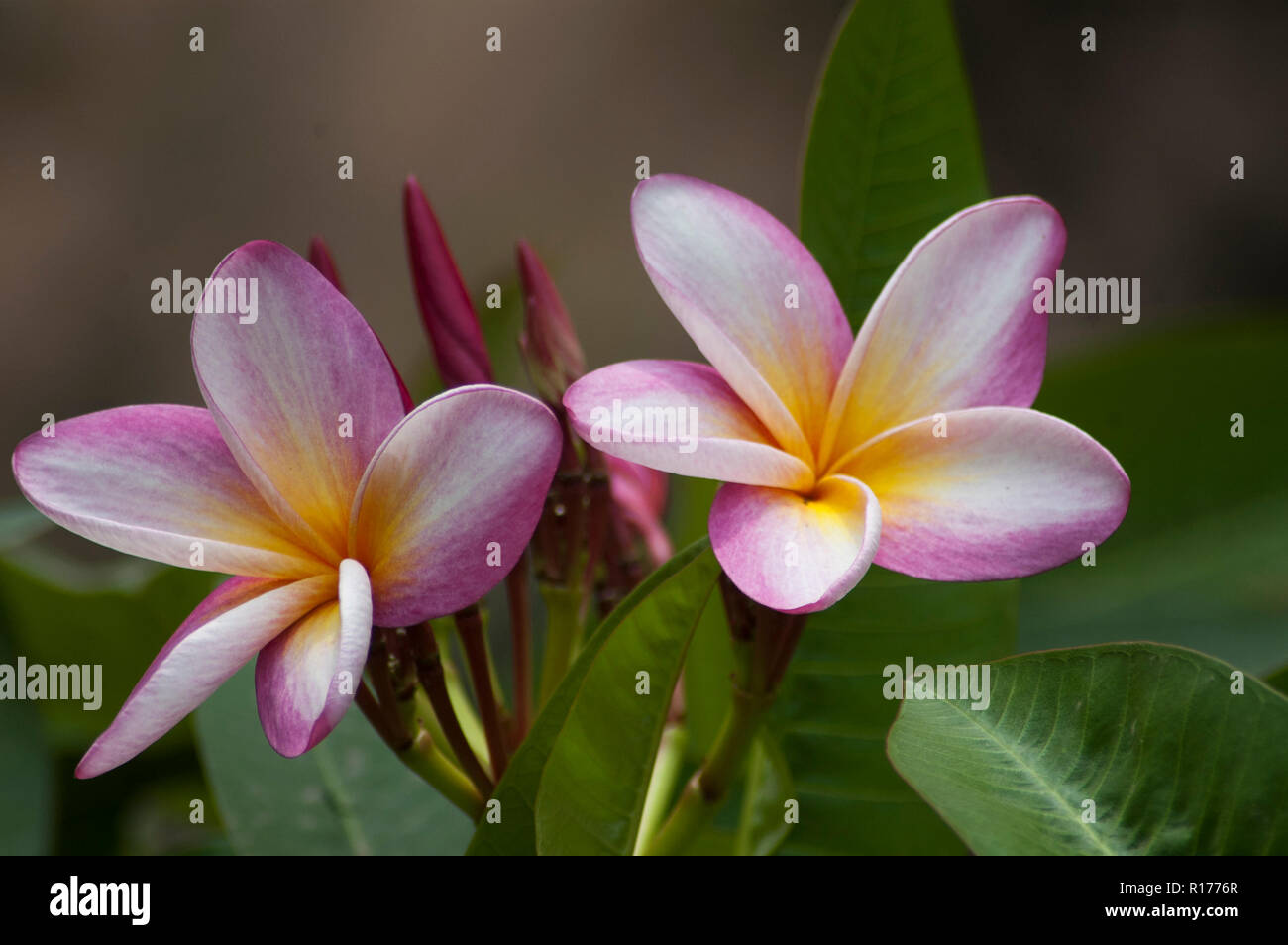 Kathgolop also known as Gulachin, Plumeria rubra, Plumeria alba ...