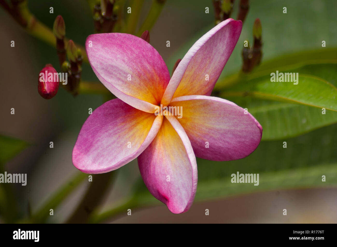Kathgolop also known as Gulachin, Plumeria rubra, Plumeria alba ...