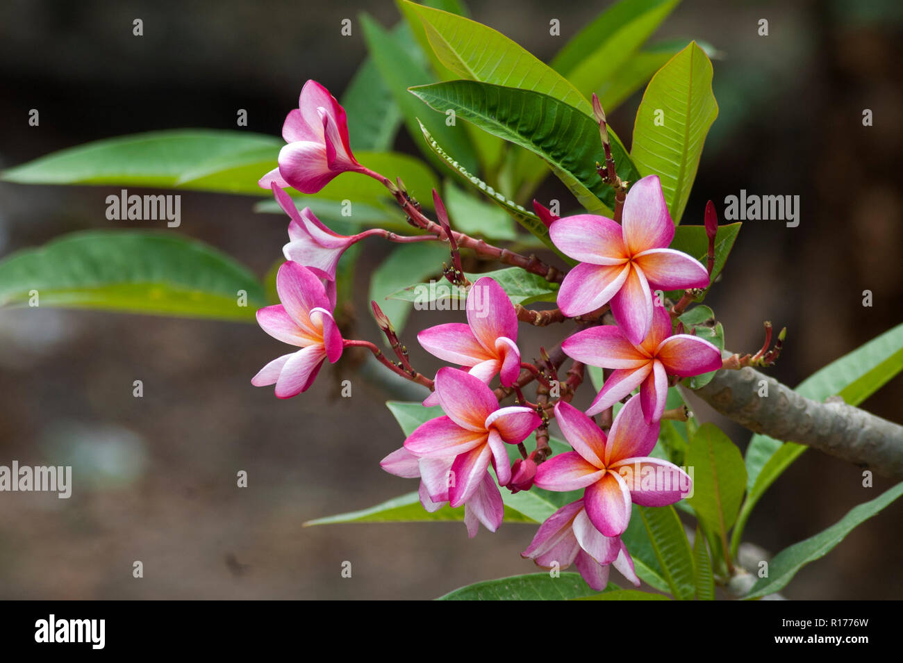 Kathgolop also known as Gulachin, Plumeria rubra, Plumeria alba ...