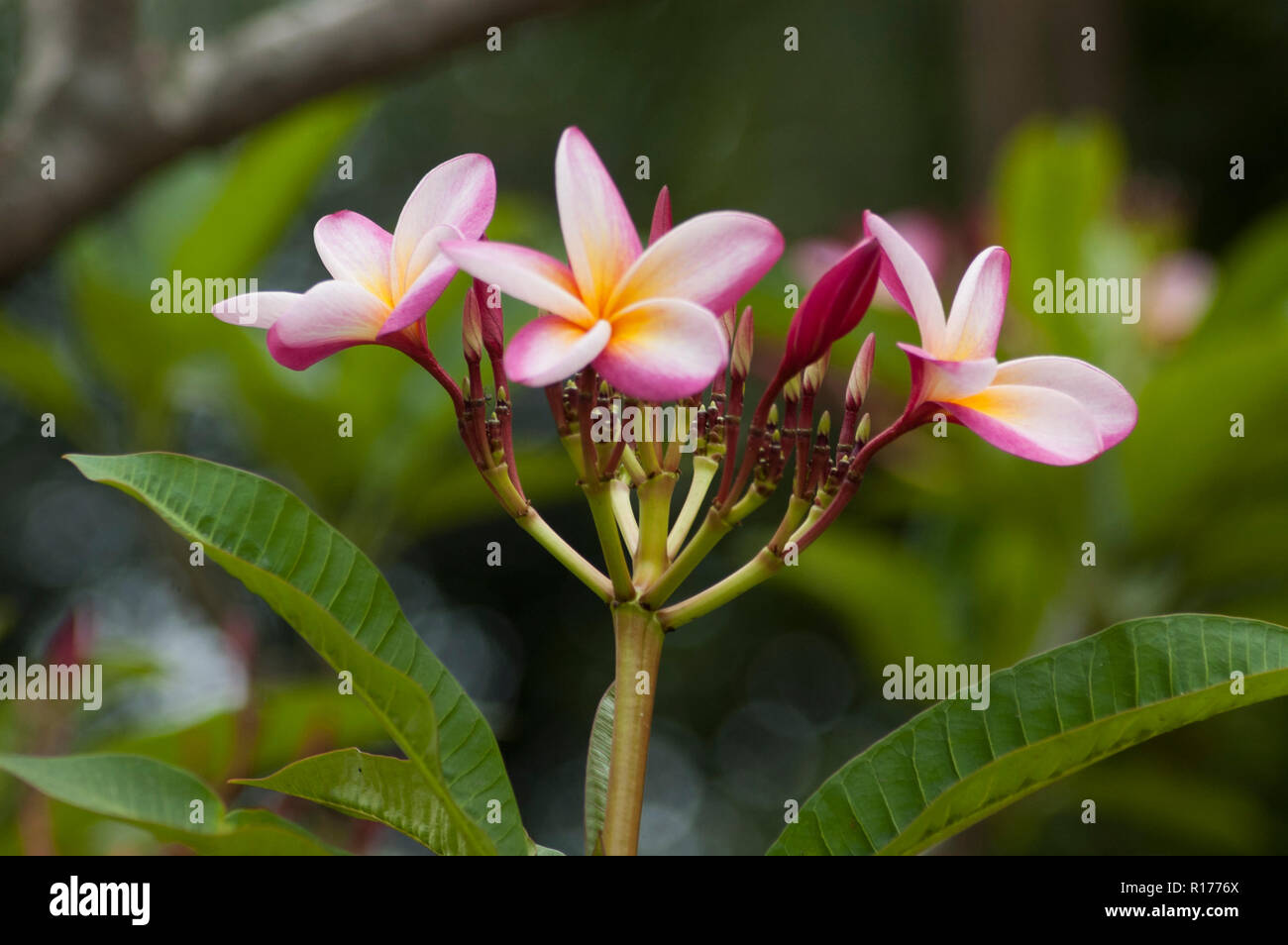 Kathgolop also known as Gulachin, Plumeria rubra, Plumeria alba ...