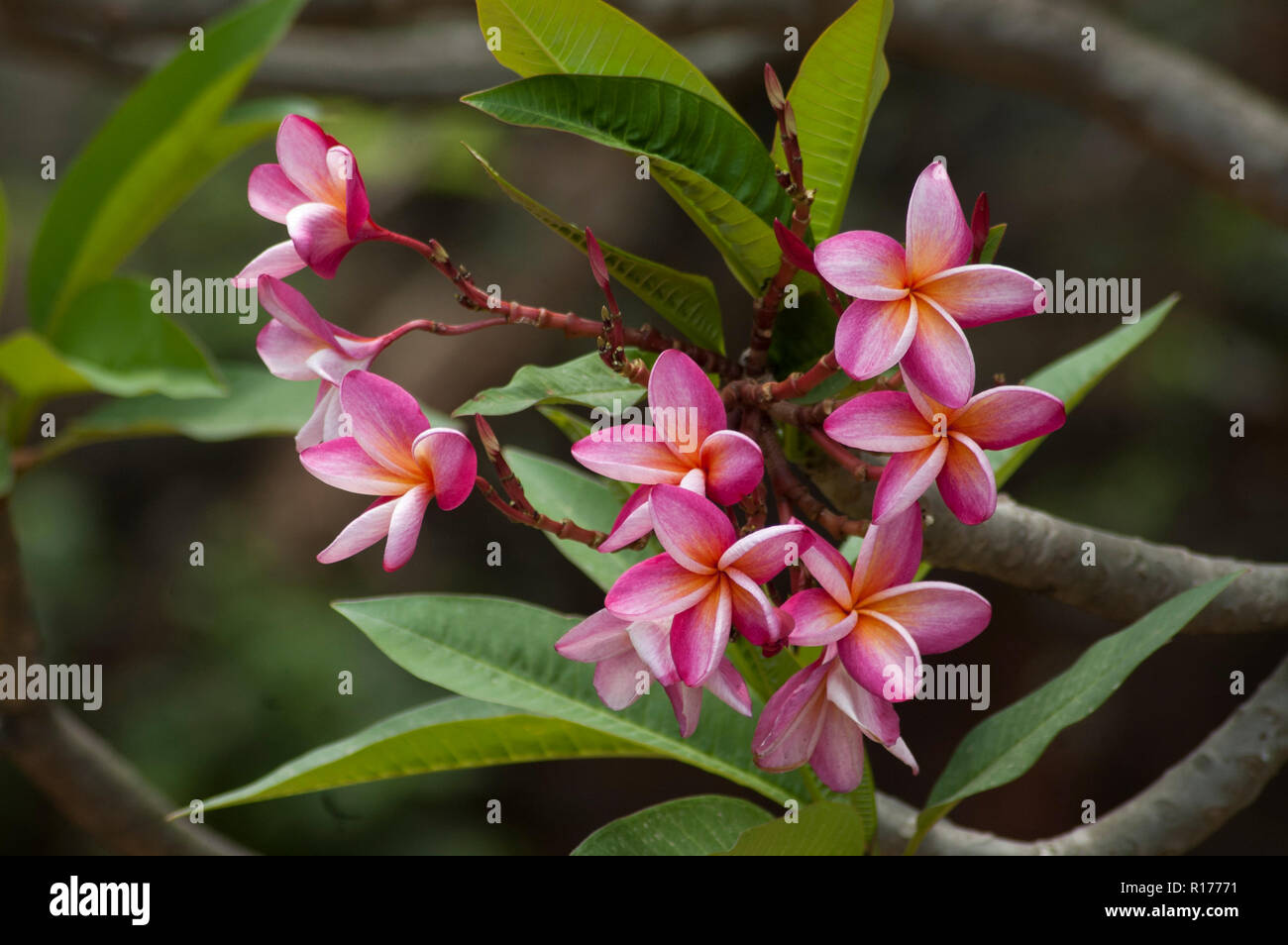 Kathgolop also known as Gulachin, Plumeria rubra, Plumeria alba ...
