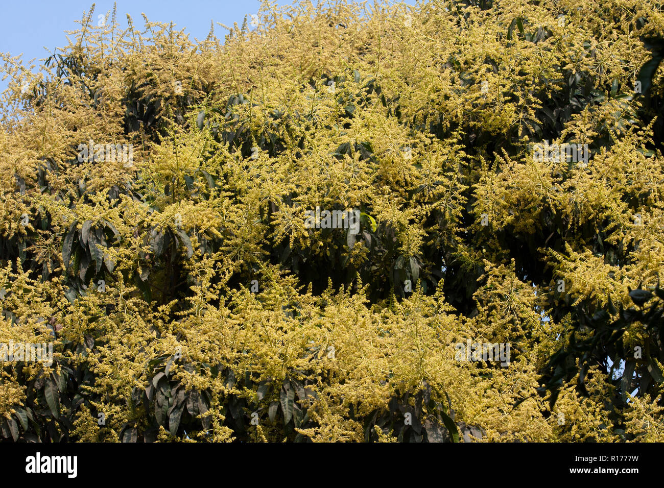 Blossom of mango tree. Bangladesh Stock Photo - Alamy