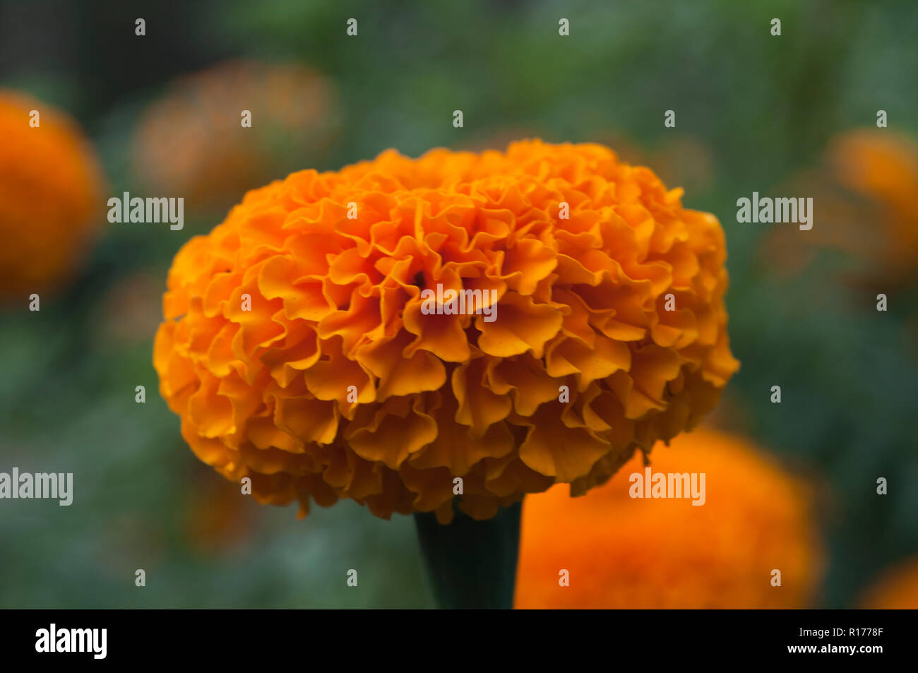 Marigold flower also known as Genda, Tagetes erecta. Bangladesh Stock ...