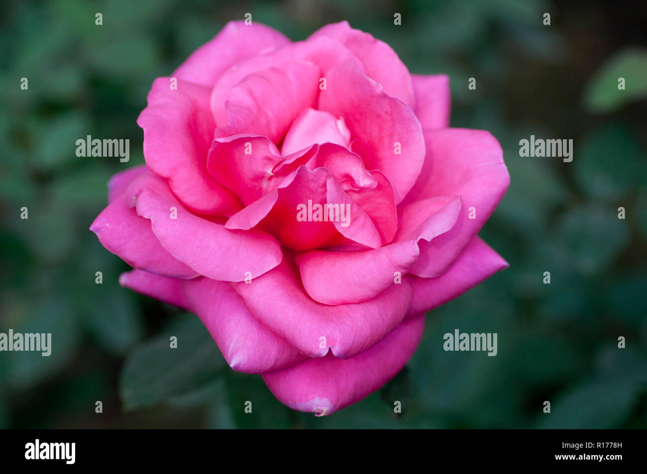 Golap ful hi-res stock photography and images - Alamy