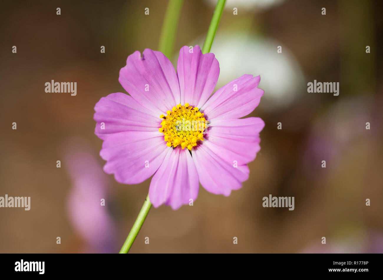 Cosmos also known as Mexican aster, Cosmos bipinnatus. Bangladesh Stock ...
