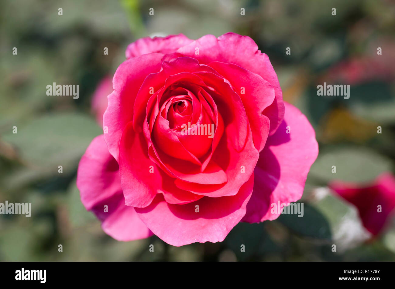 Golap ful hi-res stock photography and images - Alamy