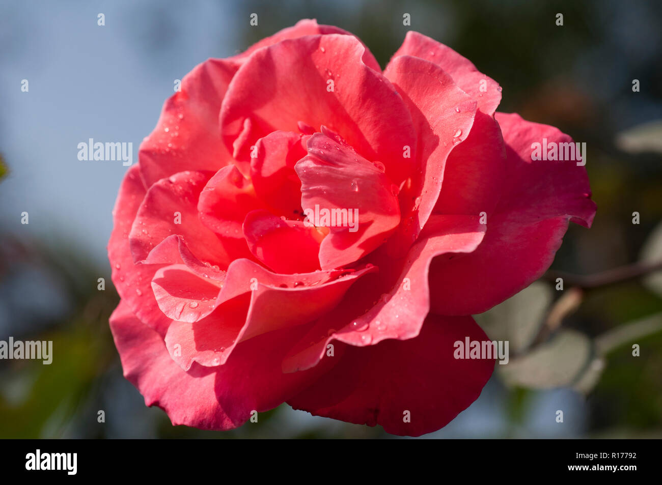 Golap ful hi-res stock photography and images - Alamy