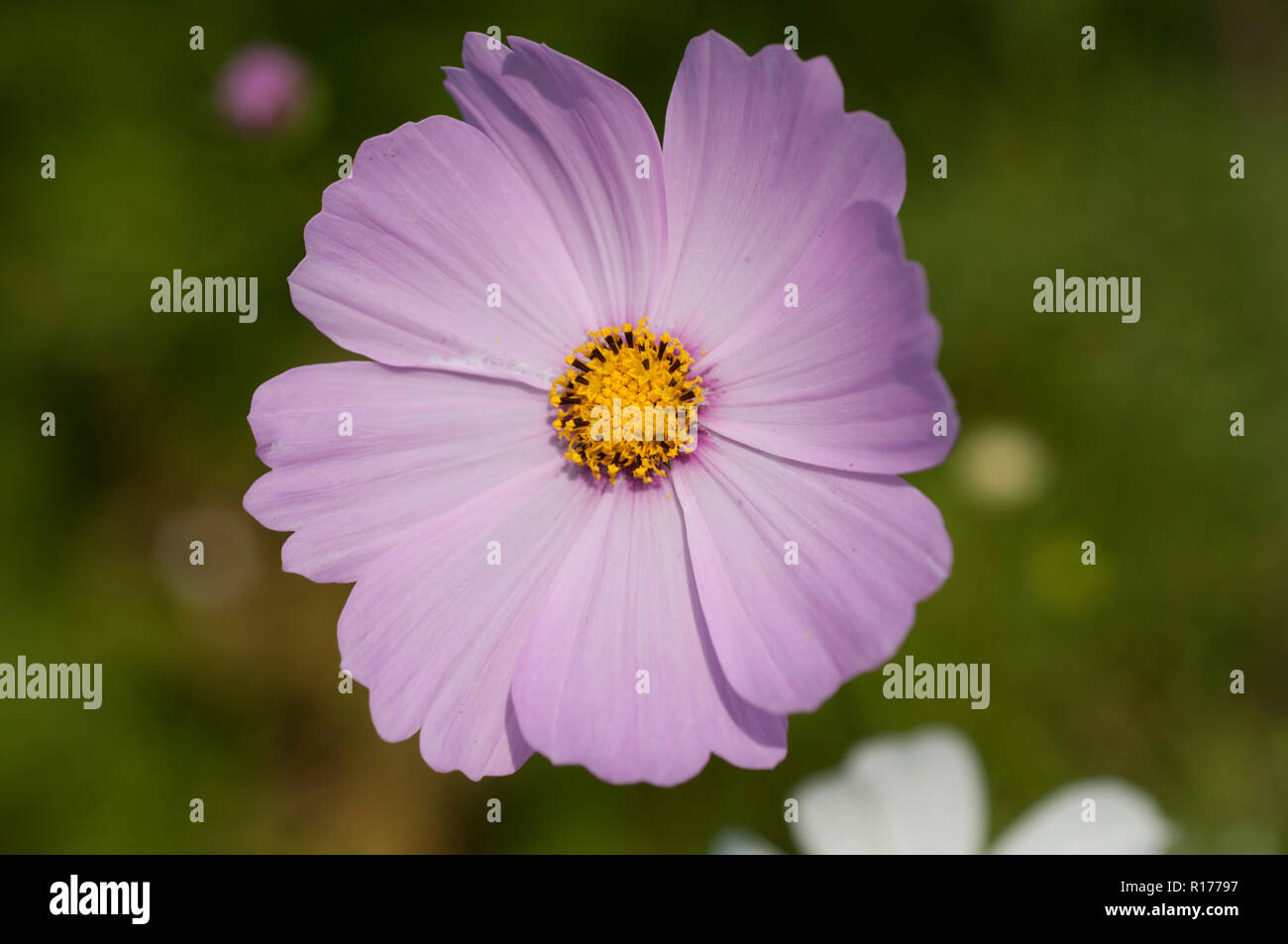 Mexican aster cosmos bipinnatus hi-res stock photography and images - Alamy