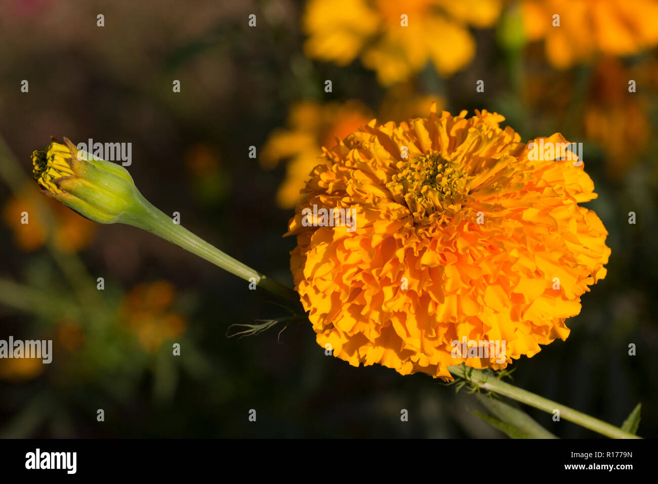Marigold flower also known as Genda, Tagetes erecta. Bangladesh Stock ...