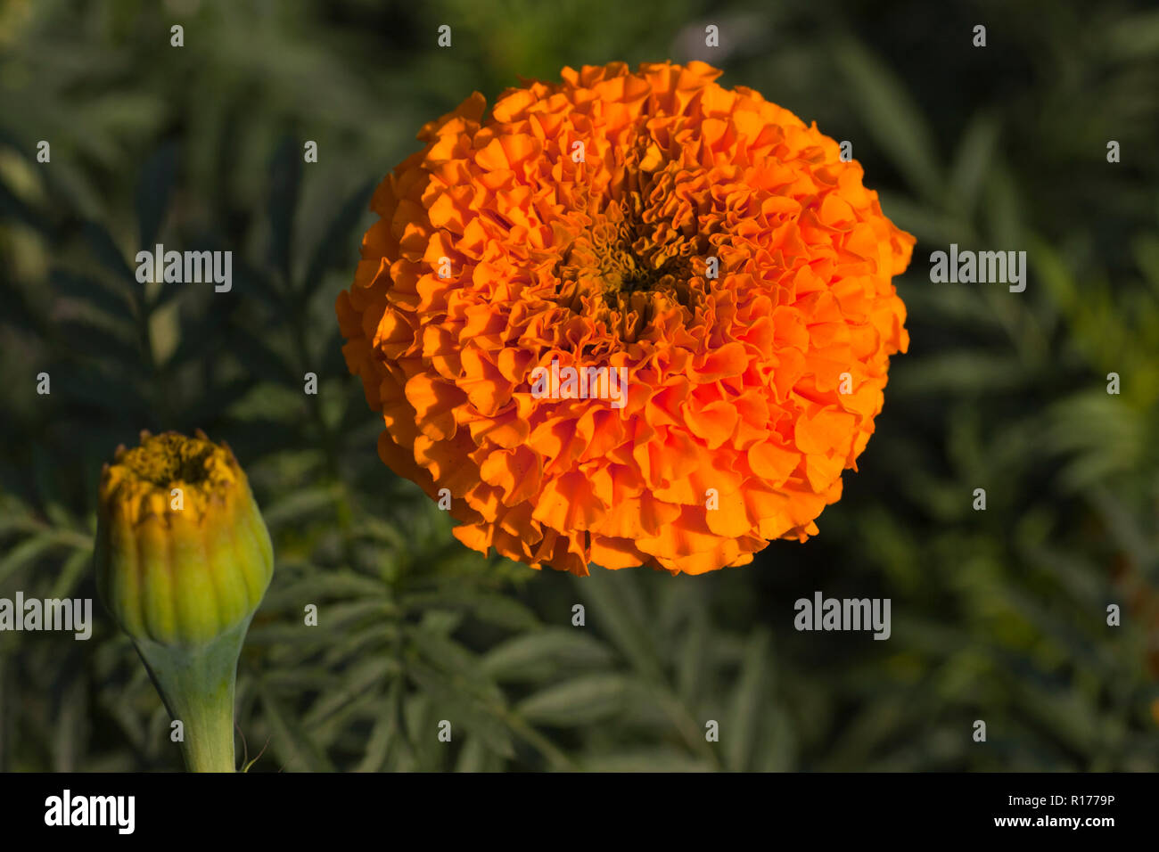 Marigold flower also known as Genda, Tagetes erecta. Bangladesh Stock ...