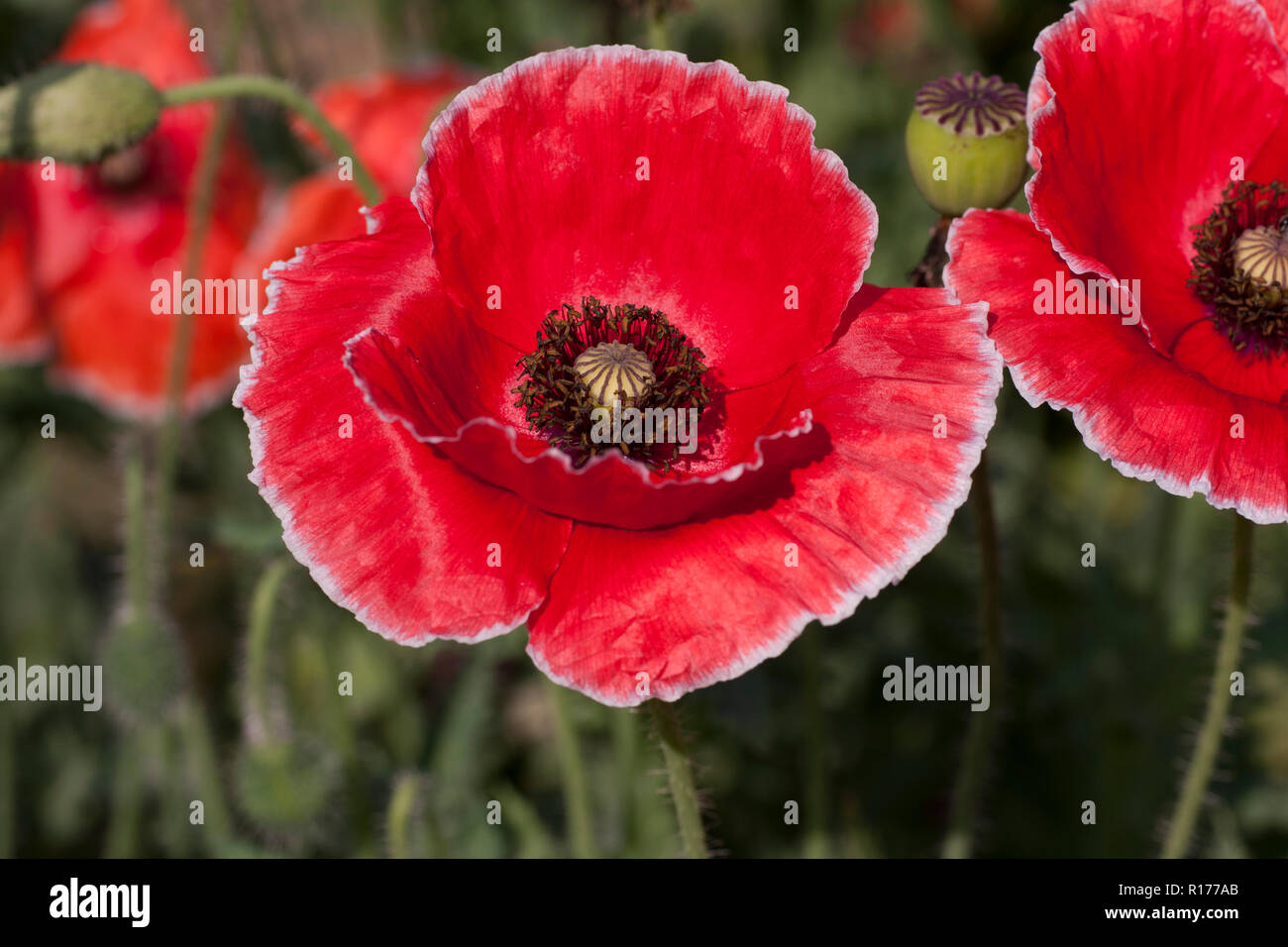 Poppy also known as Common poppy, Field poppy, Corn poppy, Papaver ...